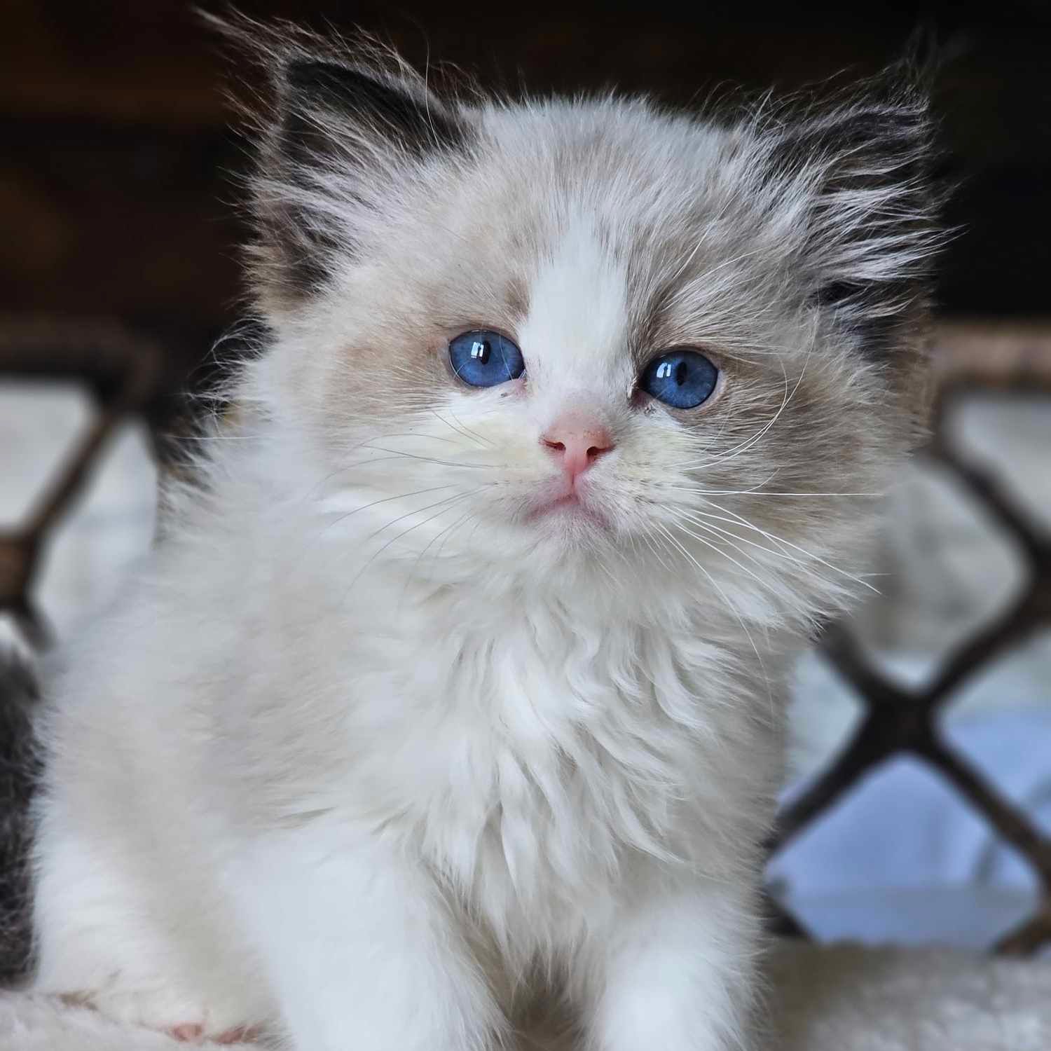 Ohemgee Cattery - Kittens and Pricing