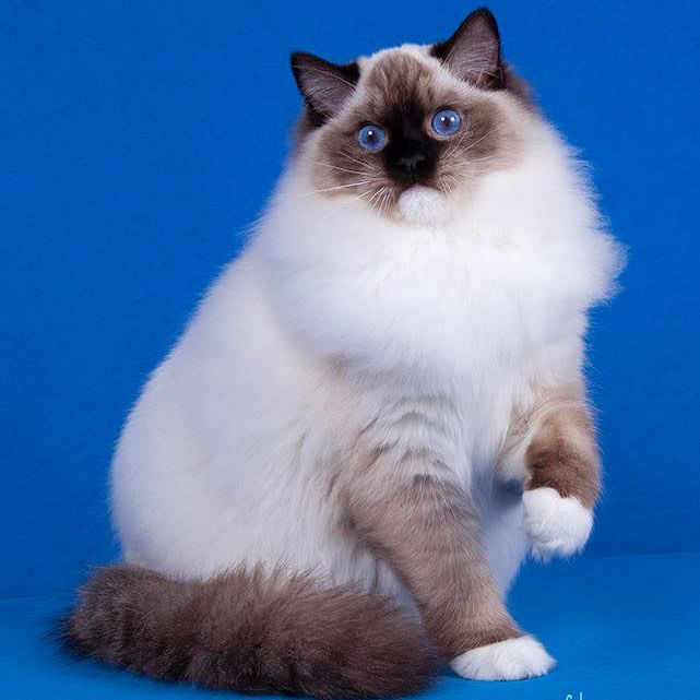 Ohemgee Cattery - Kings