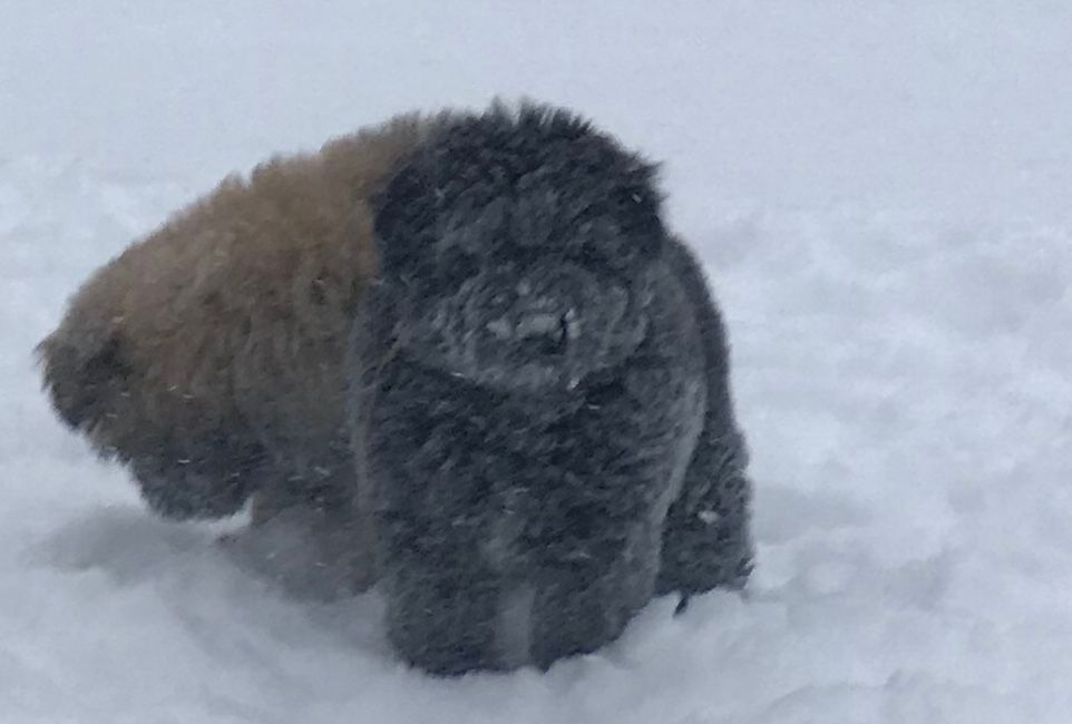 Perrin Bouvier des Flanders