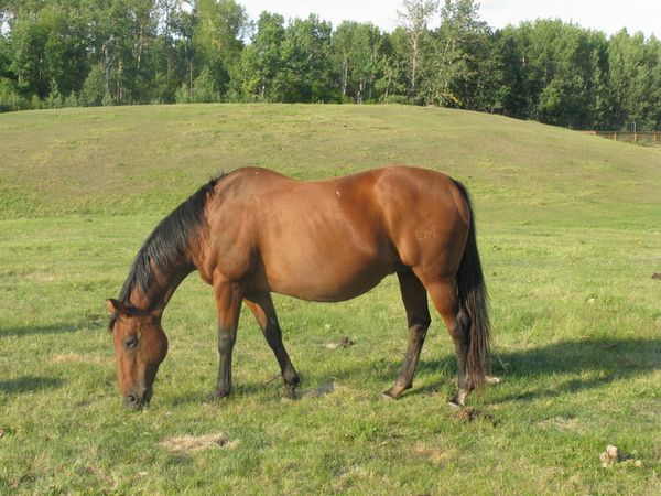 Muldoon Horseworks Honors Easy Time muldoon-horseworks-honors-easy-time