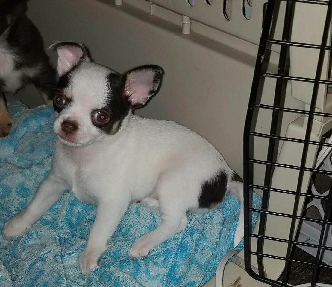 Breens - Past puppies