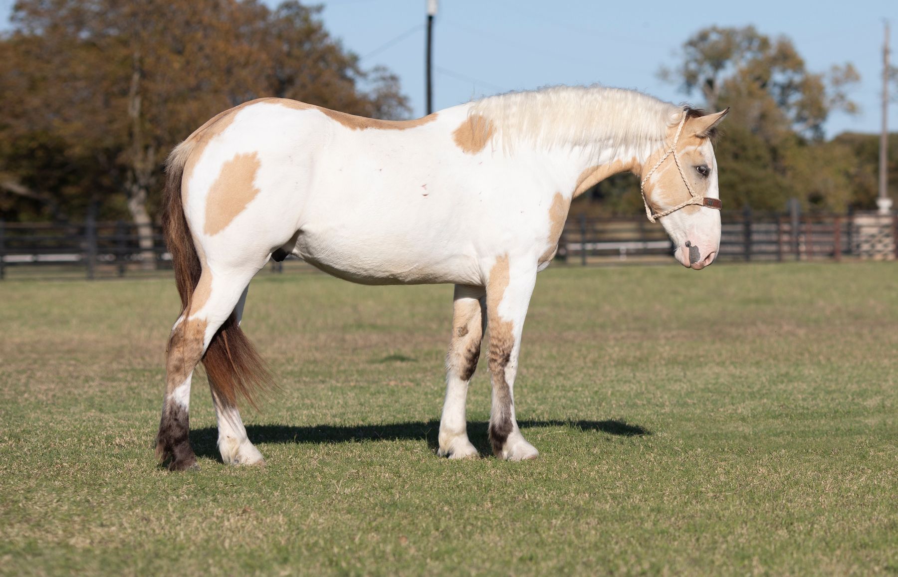 BusterHorses.com - Draft Crosses