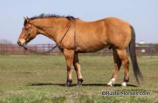 BusterHorses.com - Draft Crosses