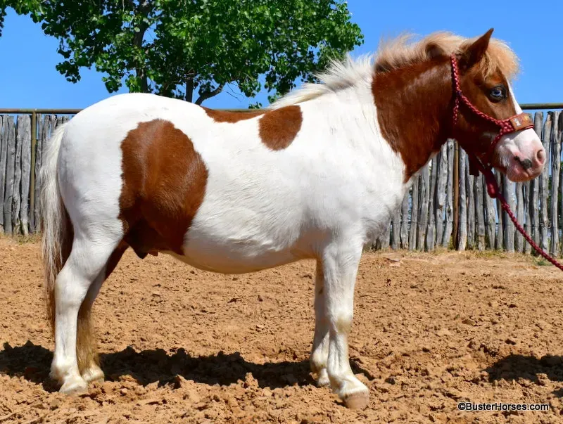 BusterHorses.com - Pony Pen