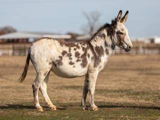 BusterHorses.com - Pony Pen
