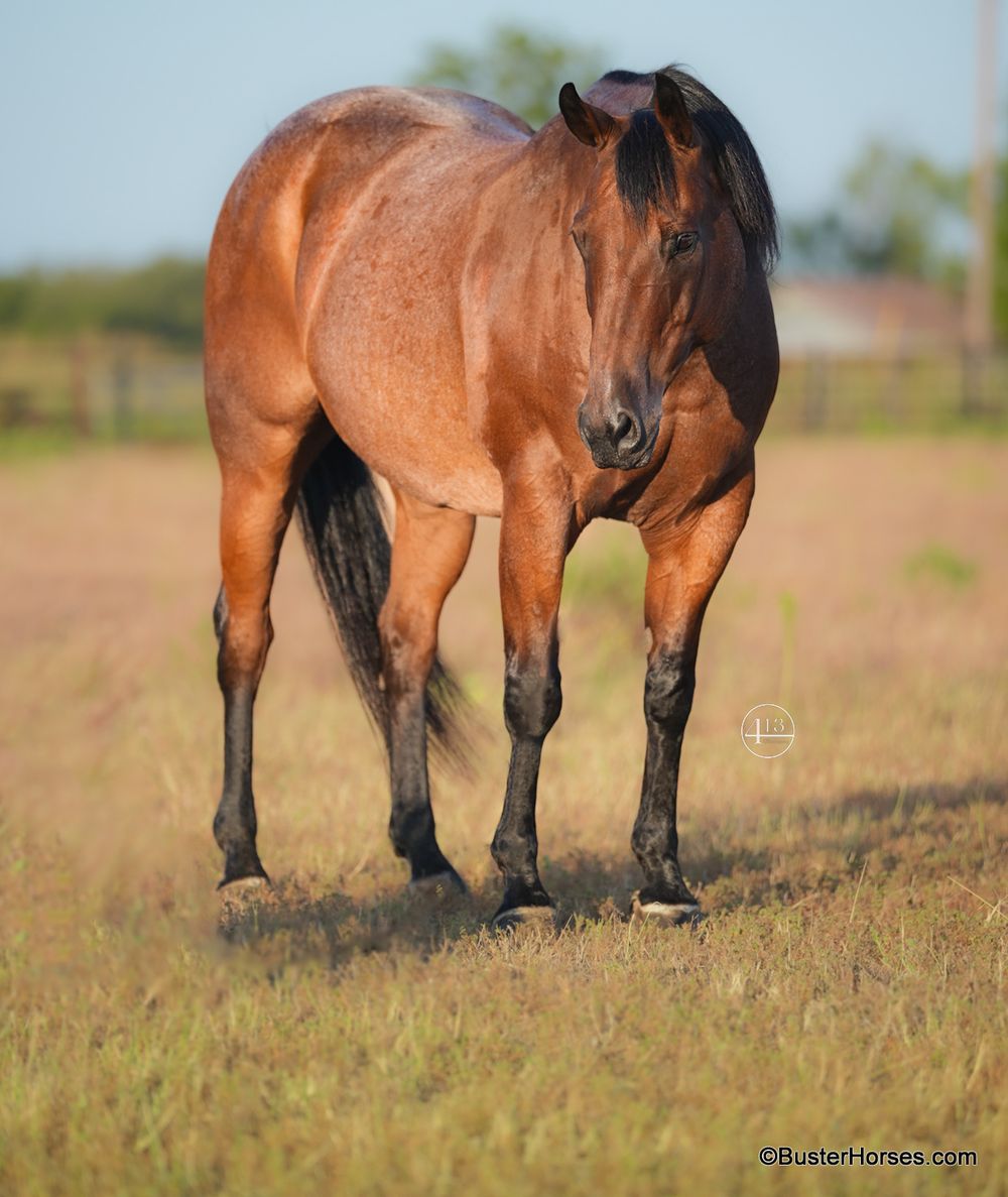 BusterHorses.com - Bear