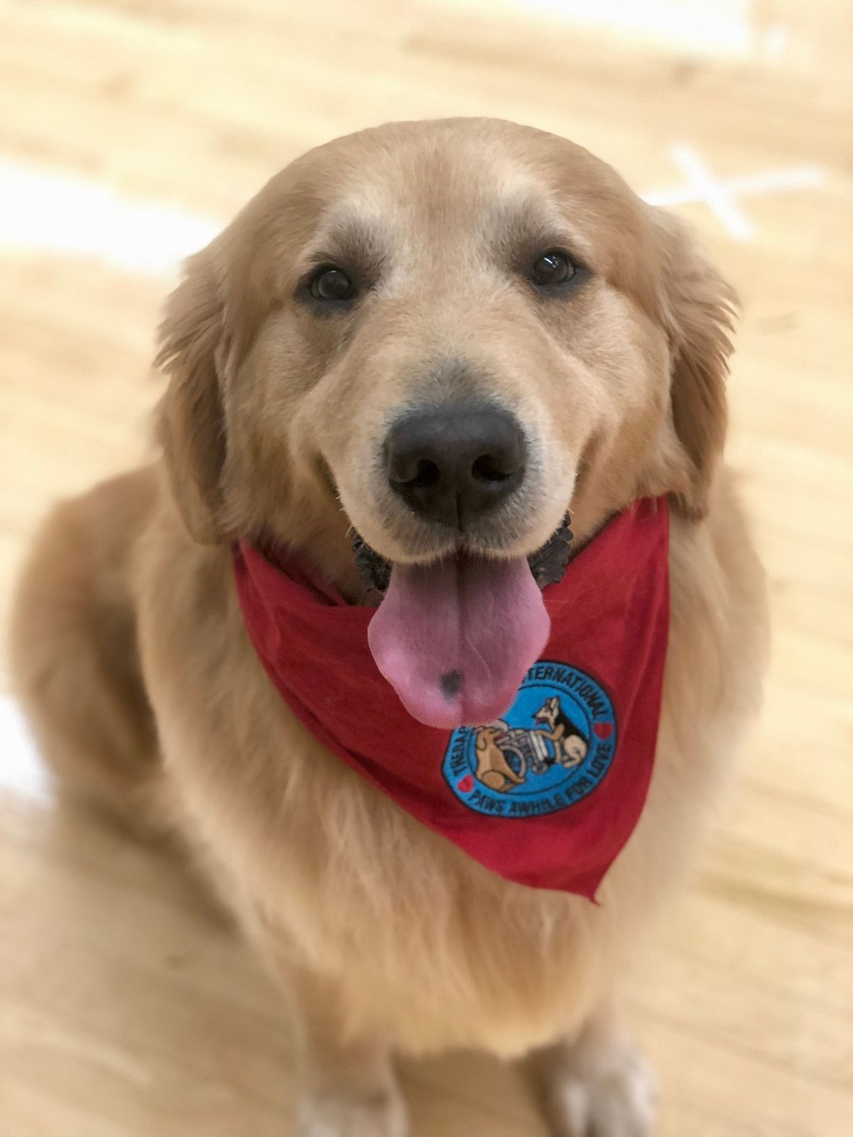 OPK GOLDENS THERAPY DOGS