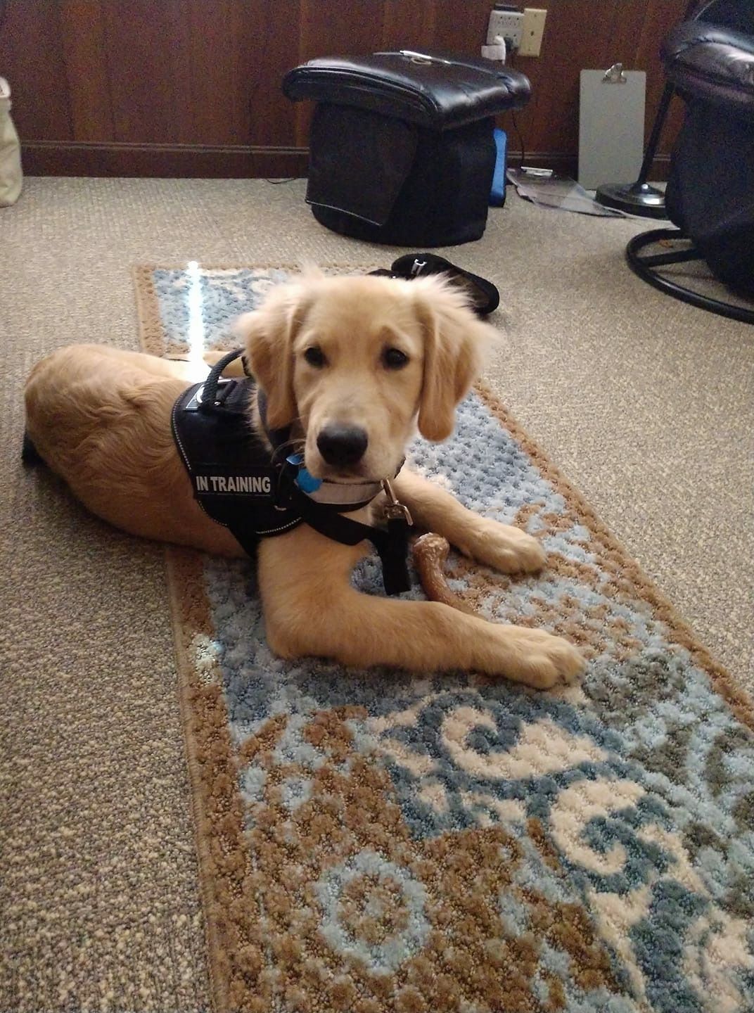 OPK GOLDENS THERAPY DOGS