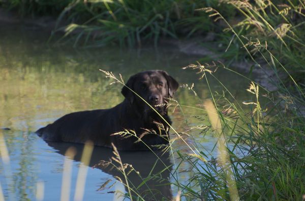 Fairlane Paradocs Barry Berry - Fairlane Paradocs Barry Berry