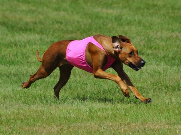 Sunshine State Rhodesian Ridgeback Club