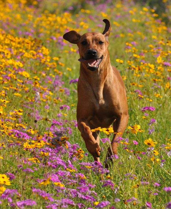 Sunshine State Rhodesian Ridgeback Club