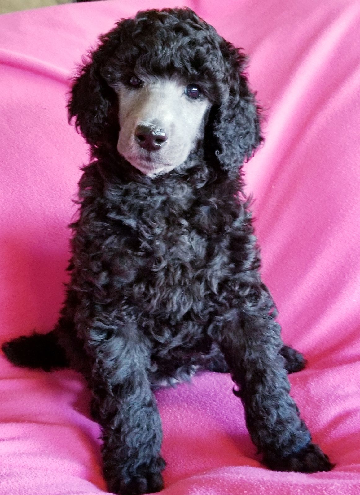 Desert Reef Poodles - Gemini's Pups