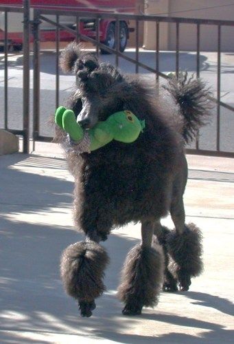 Desert Reef Poodles - Photo Fun