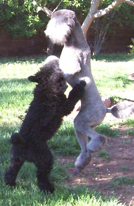 Desert Reef Poodles - Photo Fun