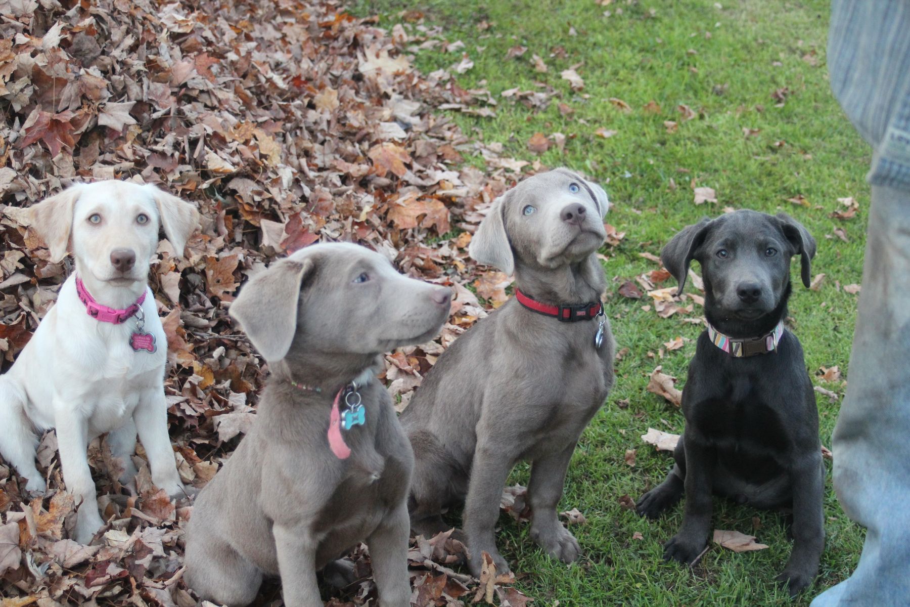 HMSilverLabs - Upcoming Litters