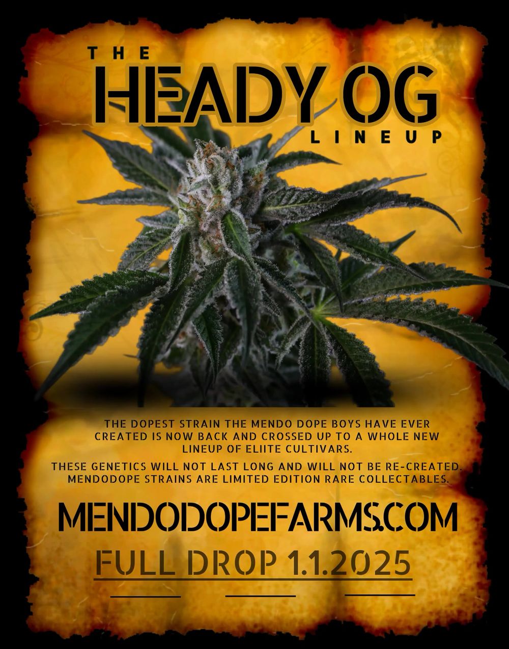 Mendo Dope Farms - Genetics