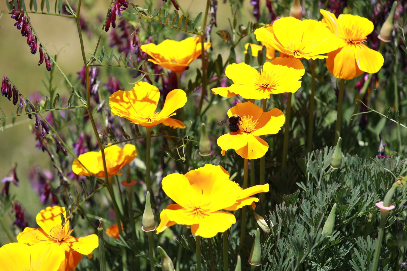 Mendo Dope Farms - How To Grow Class