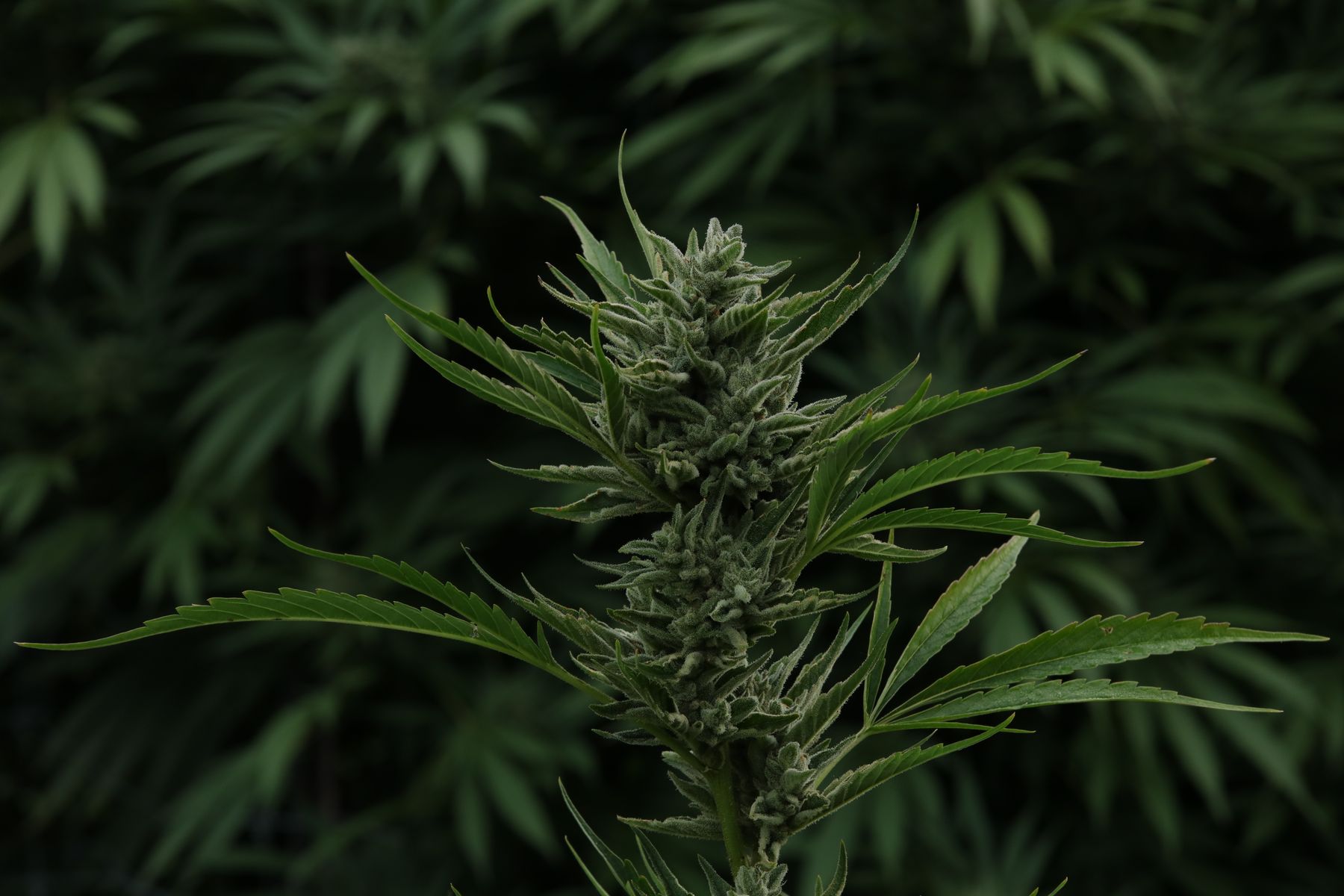 Mendo Dope Farms - Flowers