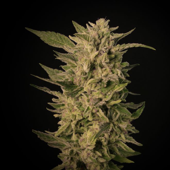 Mendo Dope Farms - Genetics