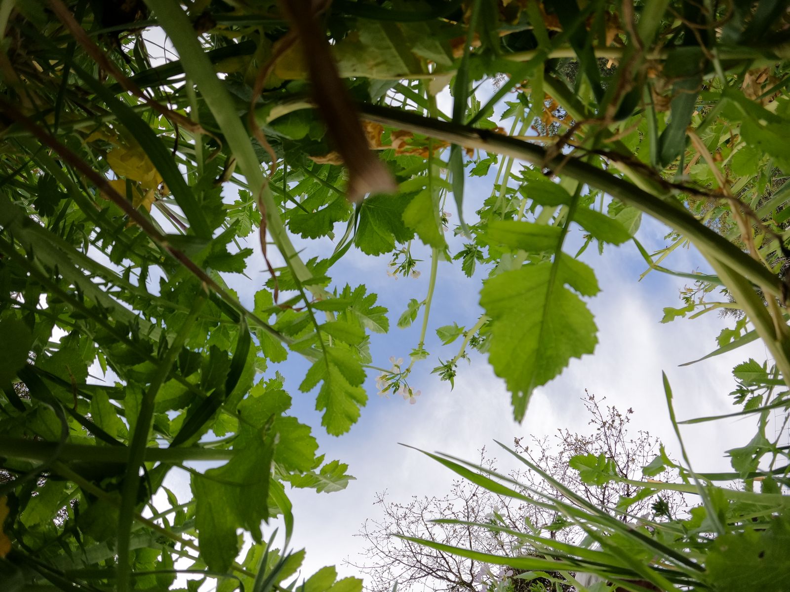 Mendo Dope Farms - How To Grow Class