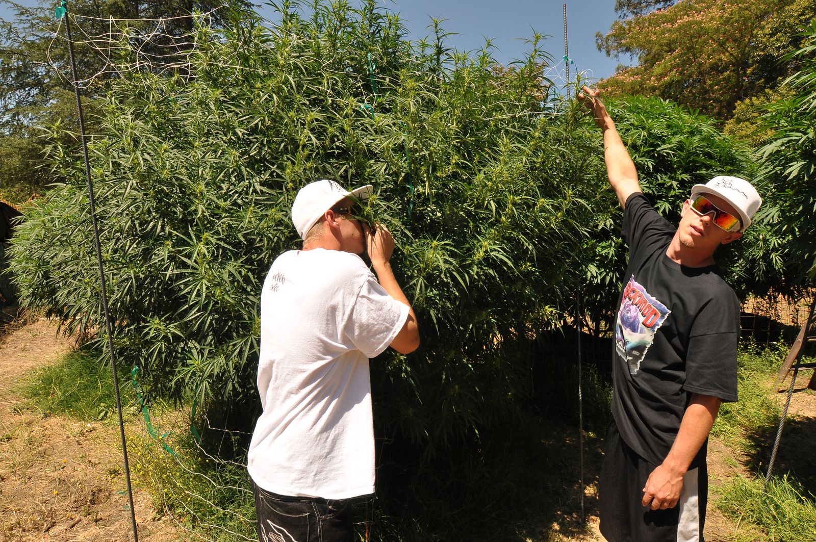 Mendo Dope Farms - How To Grow Class