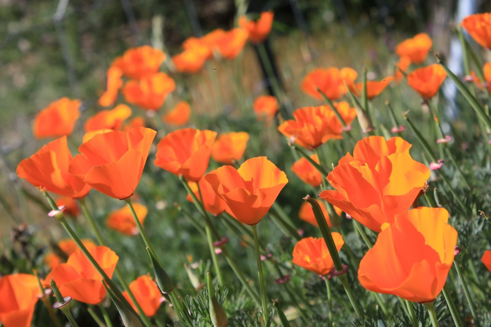 Mendo Dope Farms - How To Grow Class