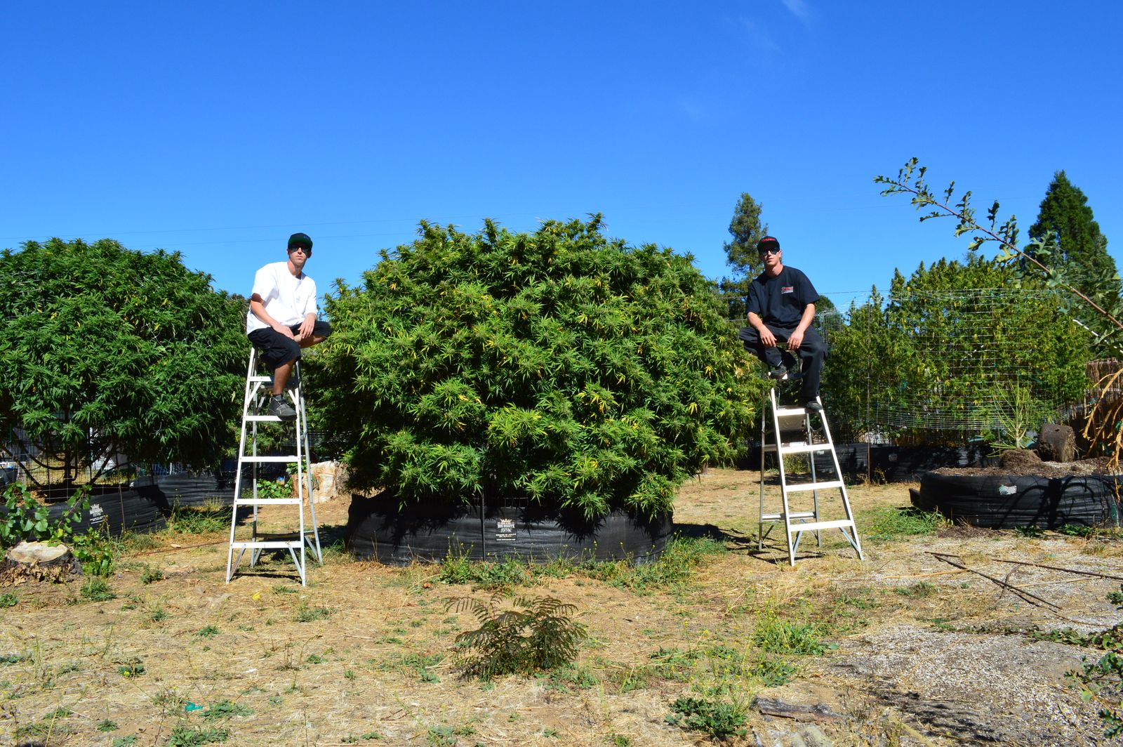 Mendo Dope Farms - How To Grow Class