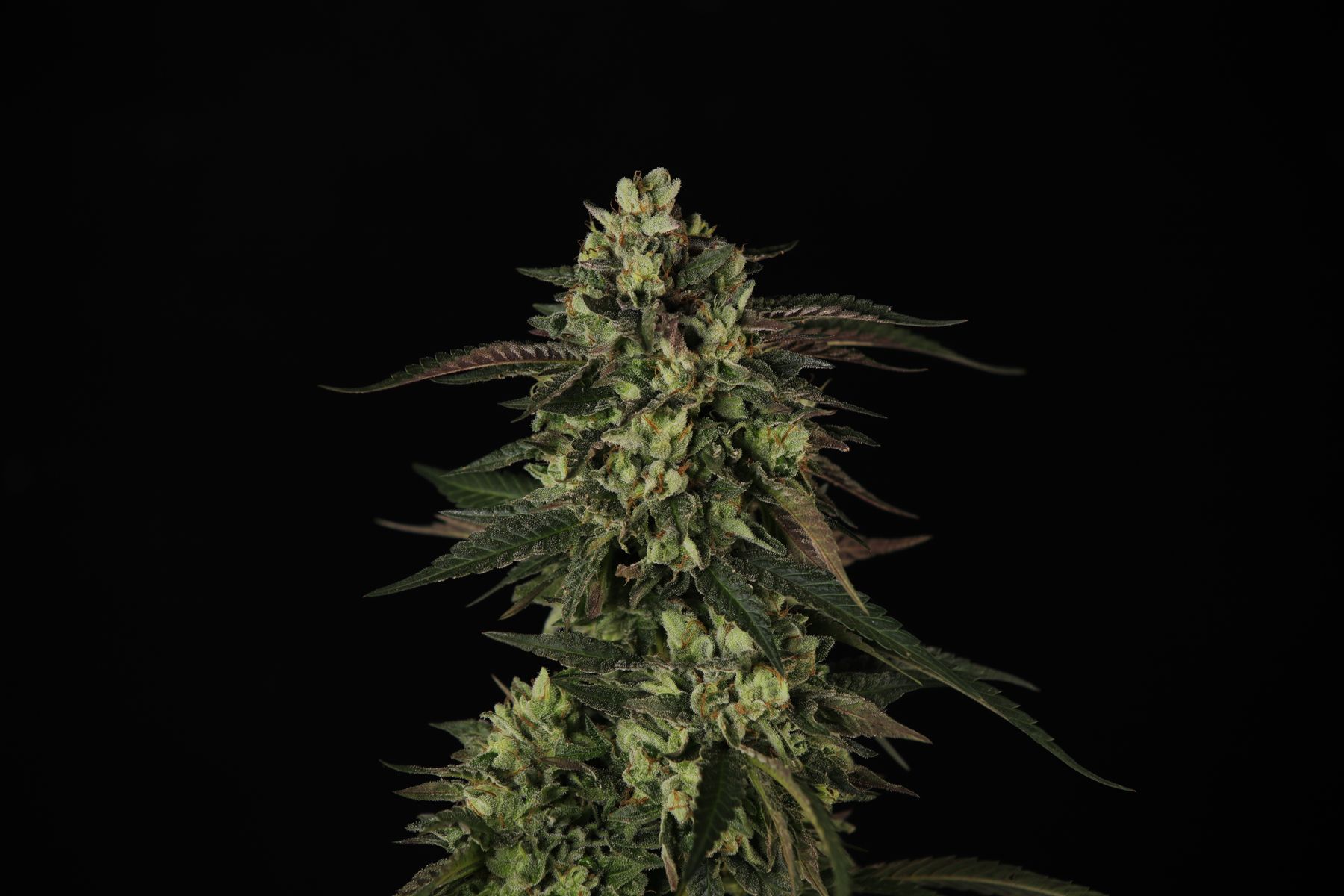 Mendo Dope Farms - Genetics