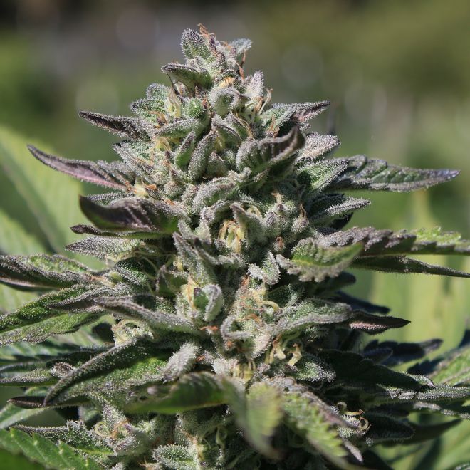 Mendo Dope Farms - Genetics