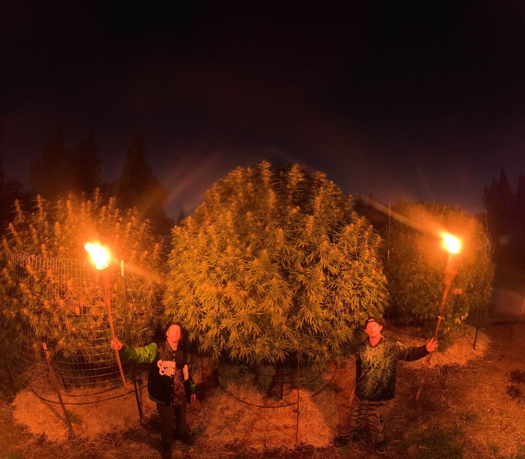 Mendo Dope Farms