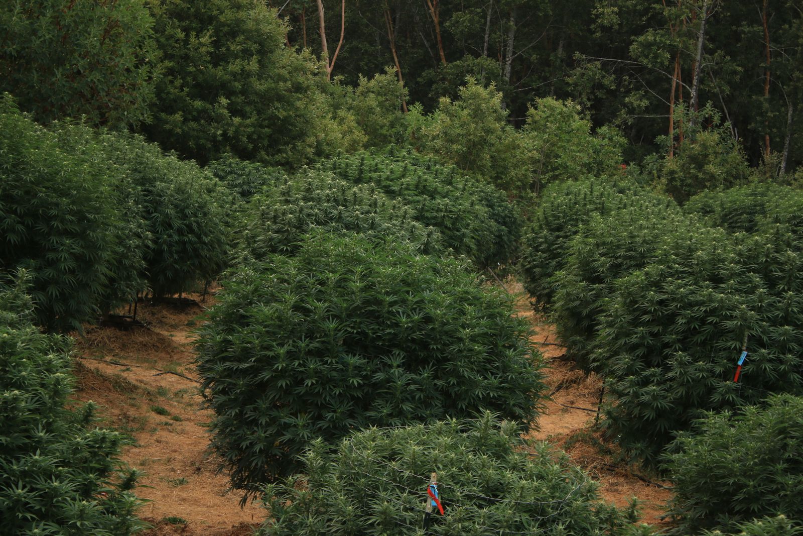 Mendo Dope Farms - How To Grow Class