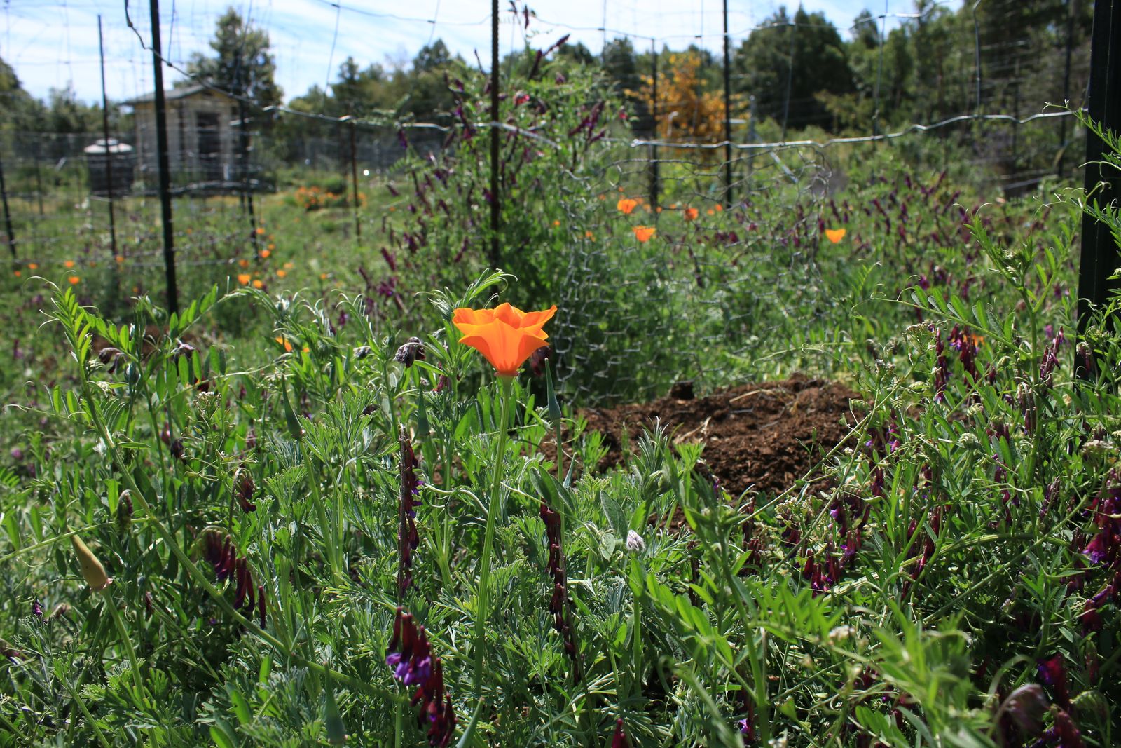 Mendo Dope Farms - How To Grow Class