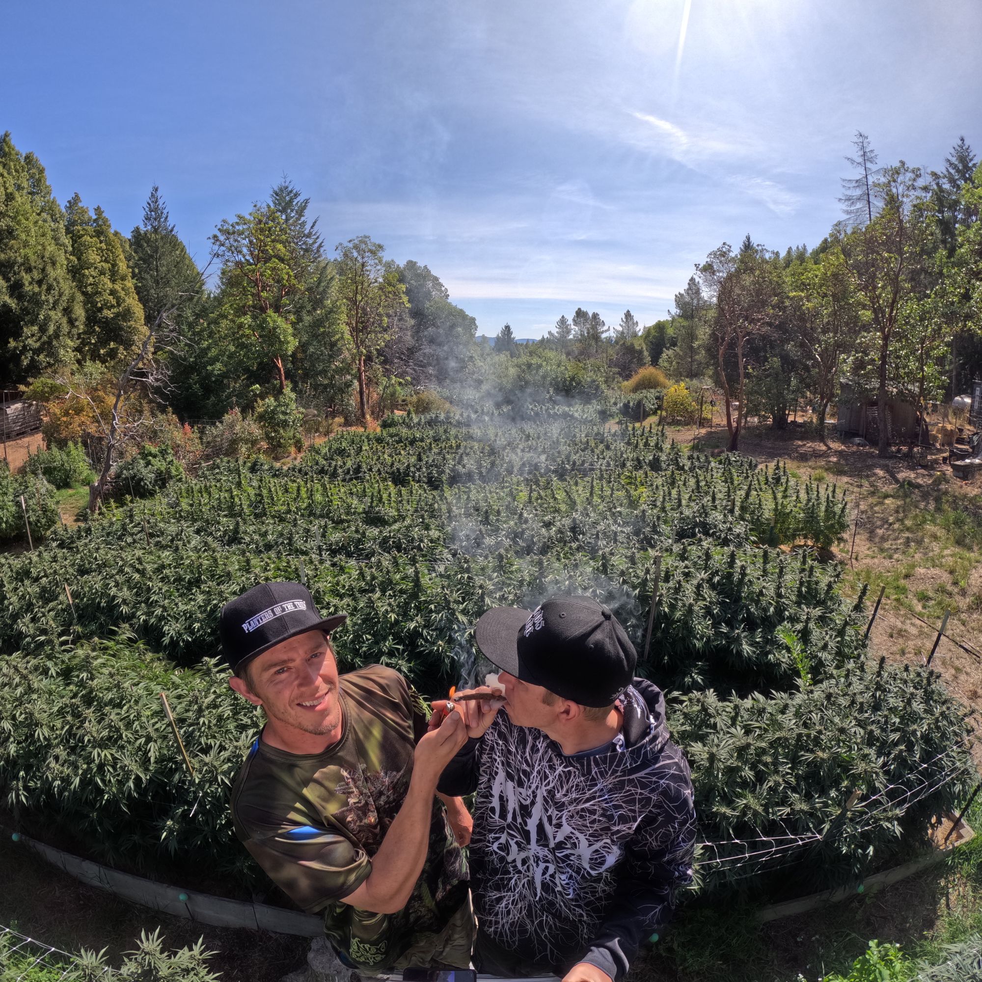 Mendo Dope Farms - How To Grow Class