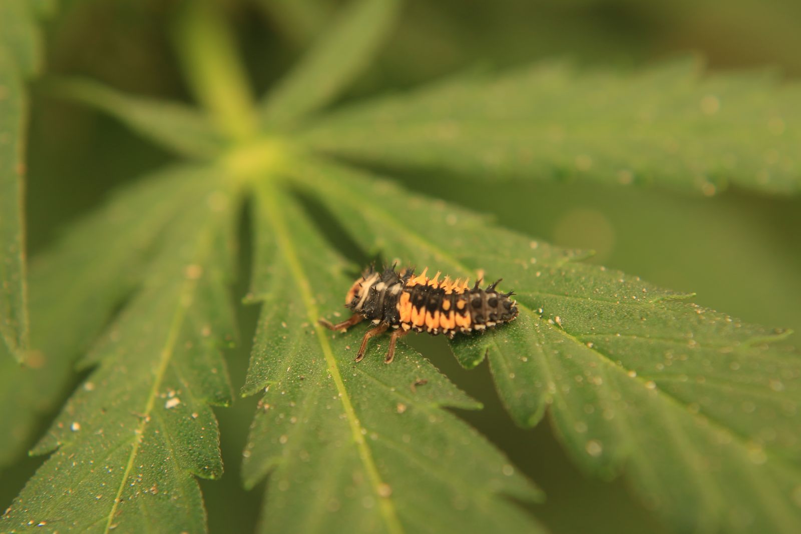 Mendo Dope Farms - How To Grow Class