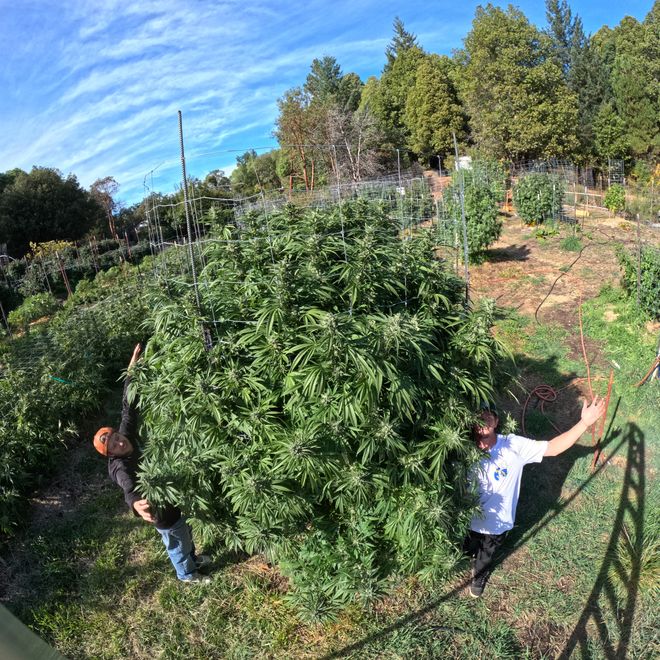 Mendo Dope Farms - Flowers