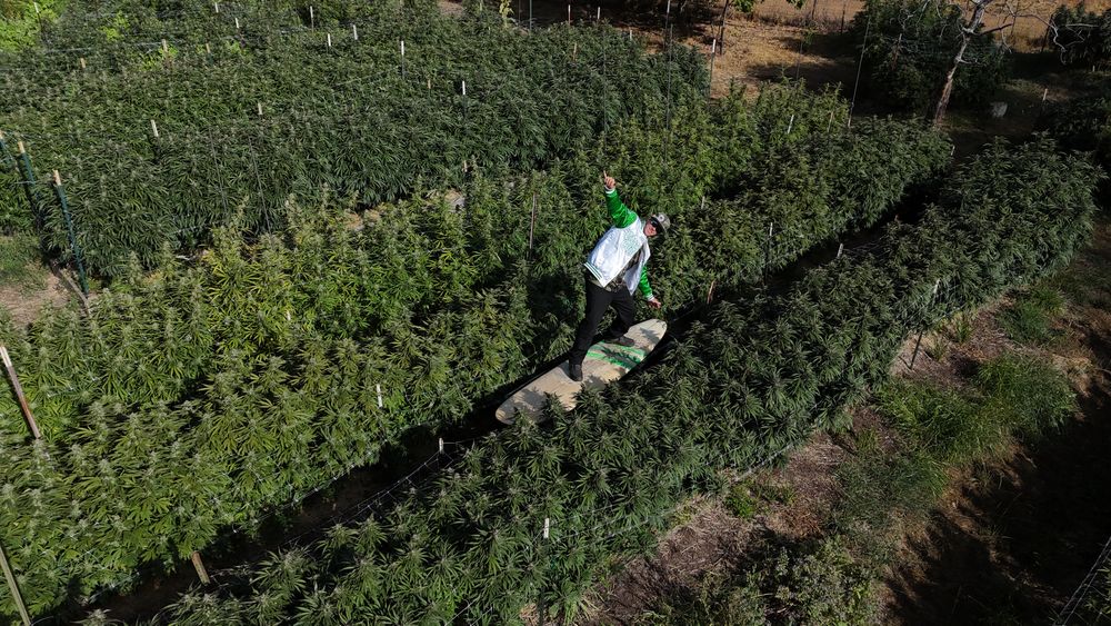 Mendo Dope Farms