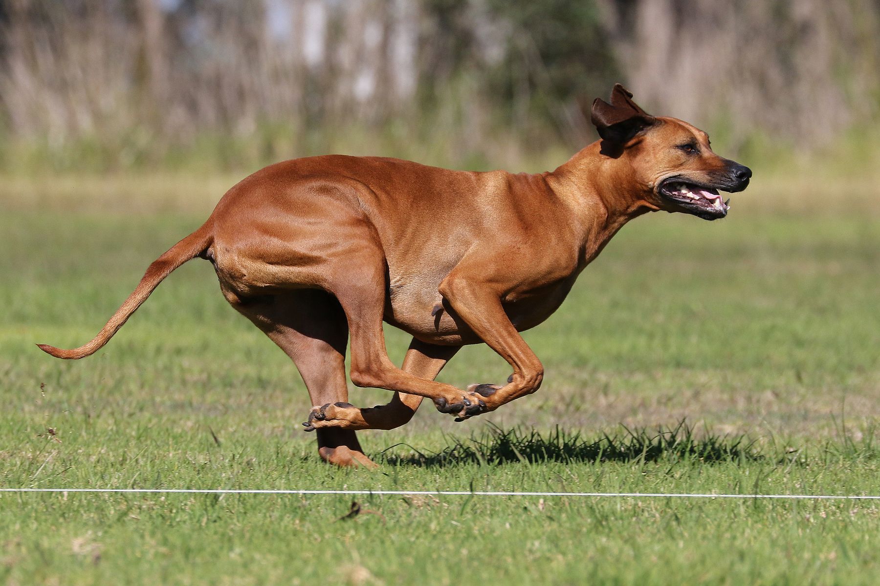 Kysaridge Rhodesian Ridgebacks - About The Breed