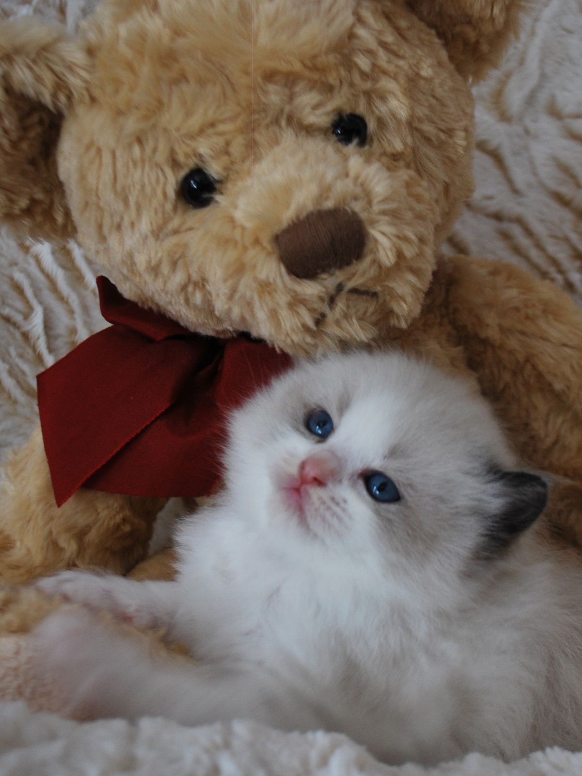 Ragtown Cattery - Ragdoll Cats, Ragdoll Kitten Breeder - Southwestern ...