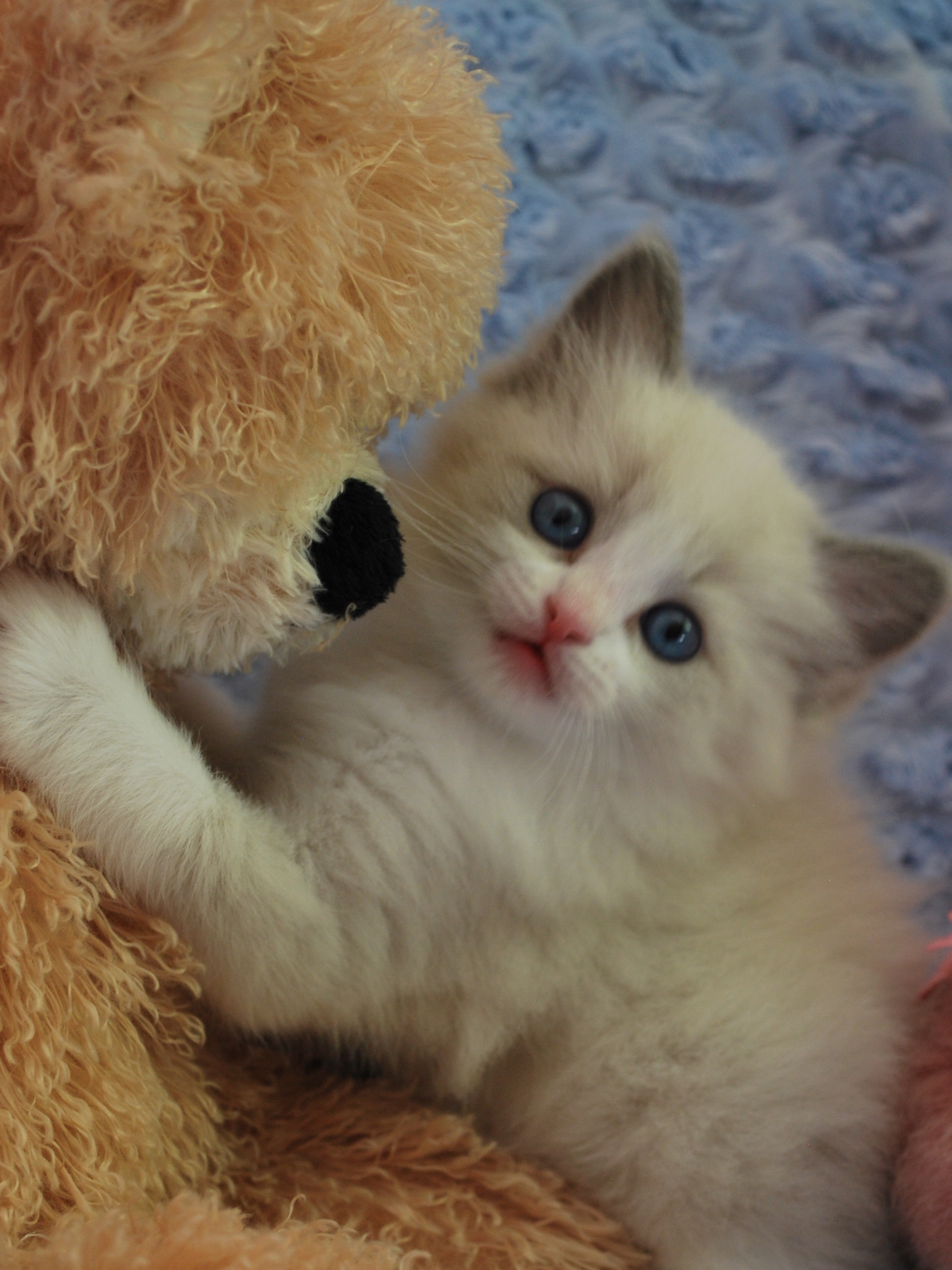 Ragtown Cattery - Ragdoll Cats, Ragdoll Kitten Breeder - Southwestern ...