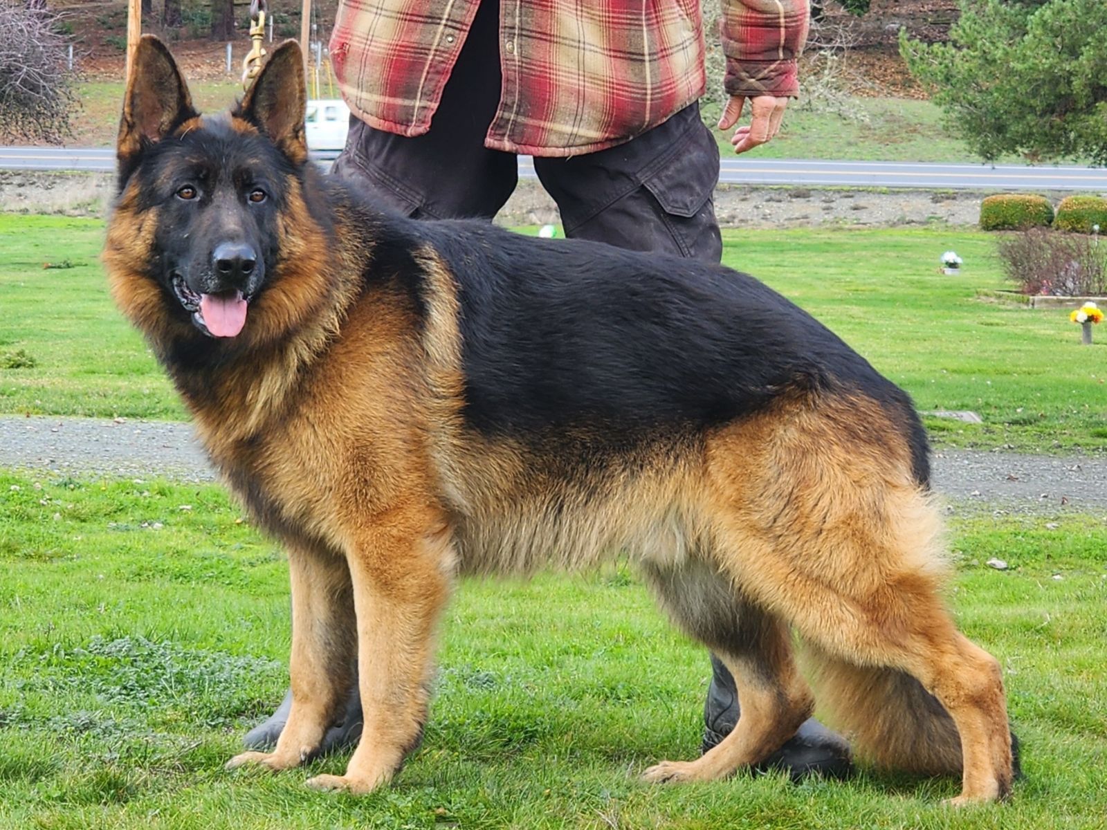 Magic Mountain Farm Bernese Mountain Dog - German Shepherd
