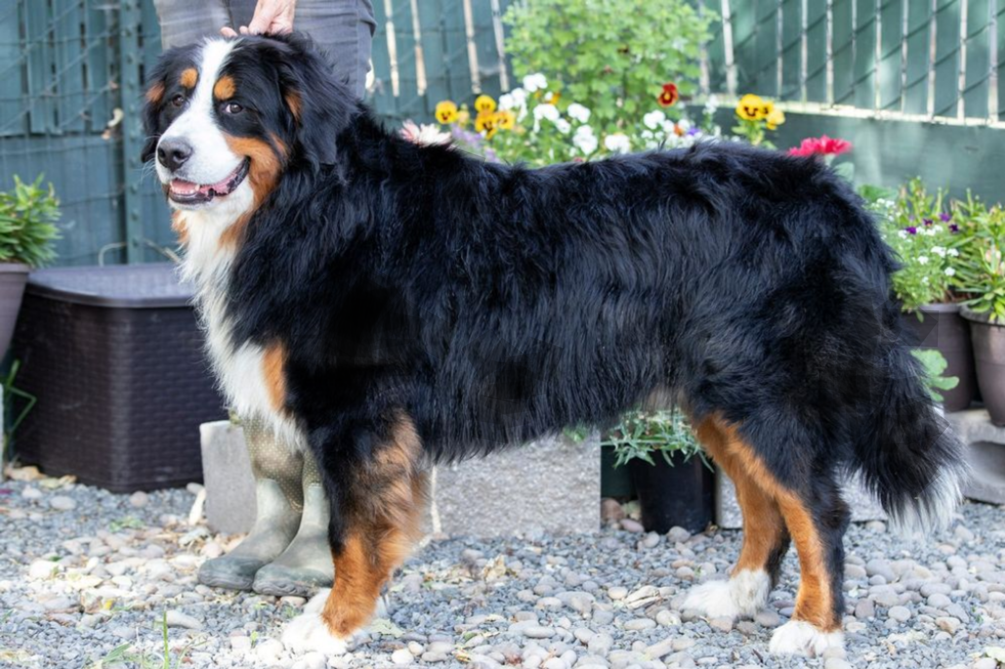 Magic Mountain Farm Bernese Mountain Dog - Bernese Mt. Dog Pups