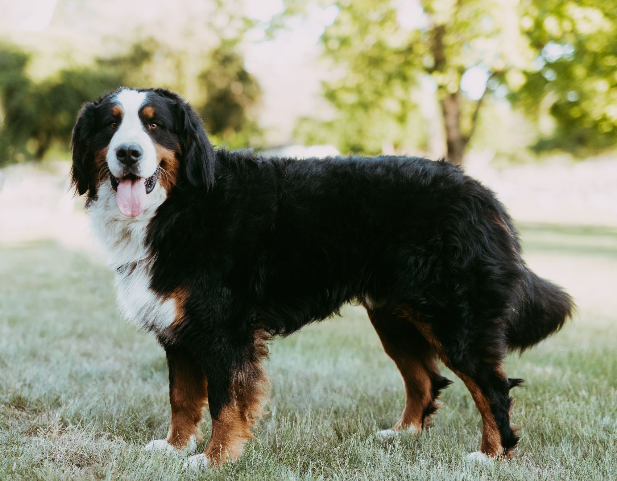 Magic Mountain Farm Bernese Mountain Dog - Elvis