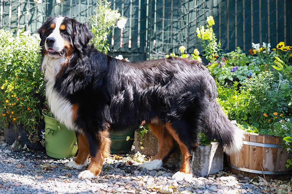 Magic Mountain Farm Bernese Mountain Dog - Dutchmen