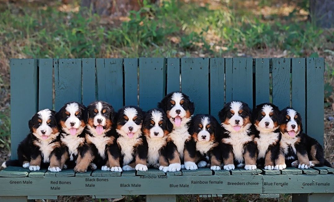 Magic Mountain Farm Bernese Mountain Dog - Bernese Mt. Dog Pups