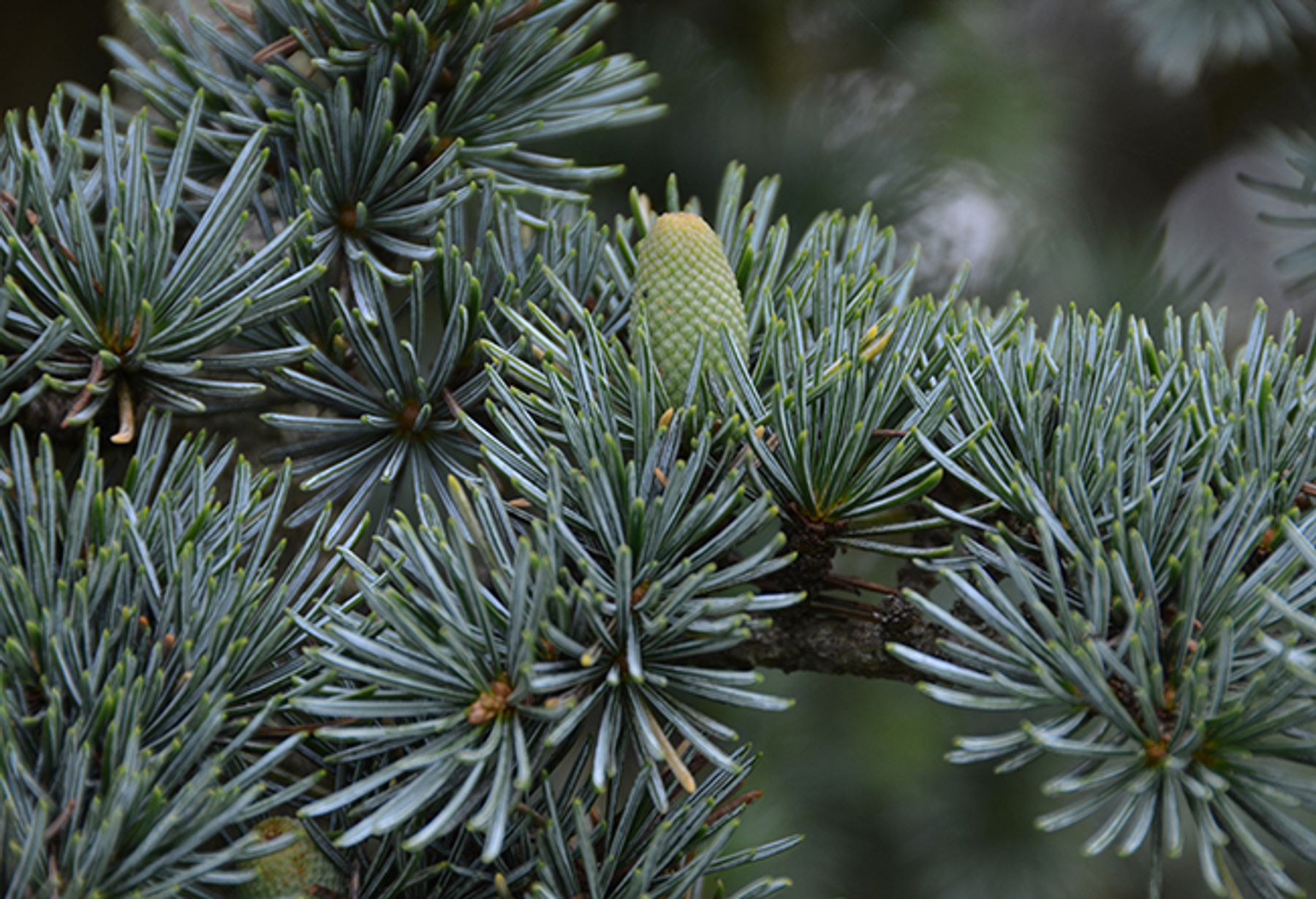 Pacific NorthWest Propagators Inc. - CEDRUS