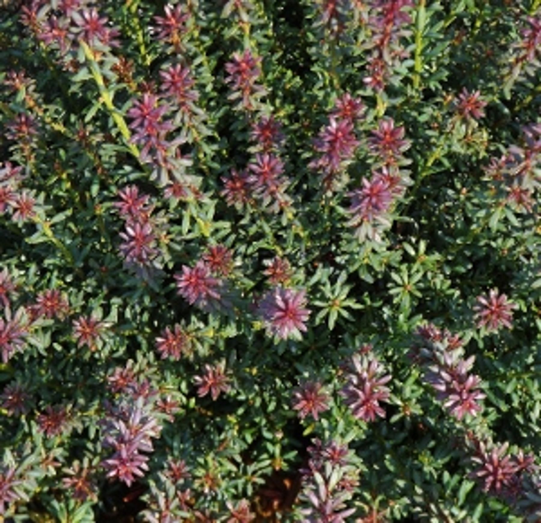 Pacific NorthWest Propagators Inc. - PODOCARPUS