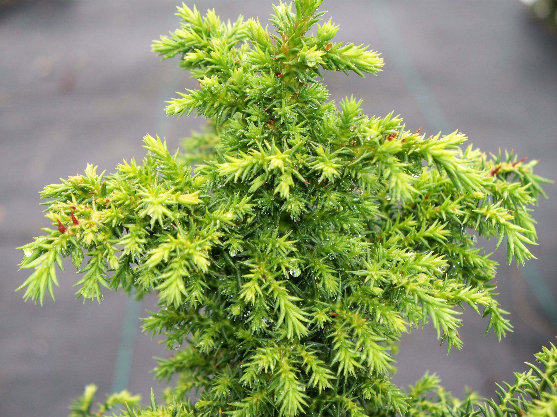 Pacific NorthWest Propagators Inc. - CRYPTOMERIA