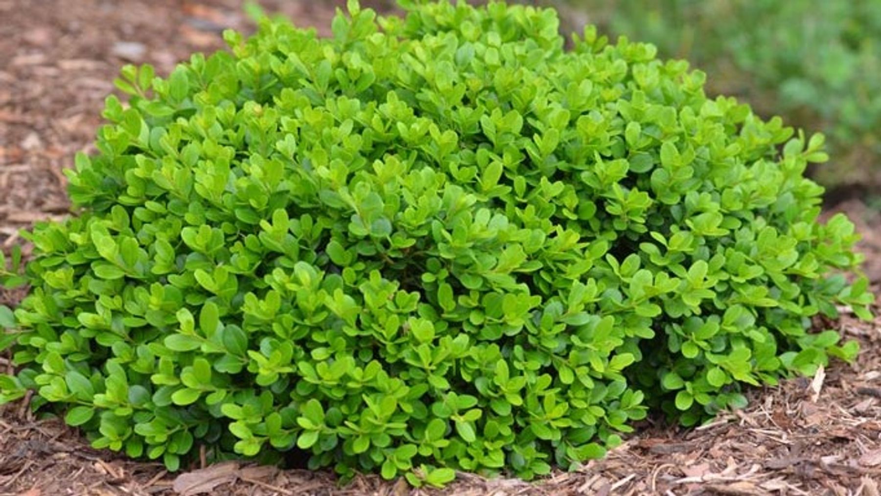 Pacific NorthWest Propagators Inc. - BUXUS