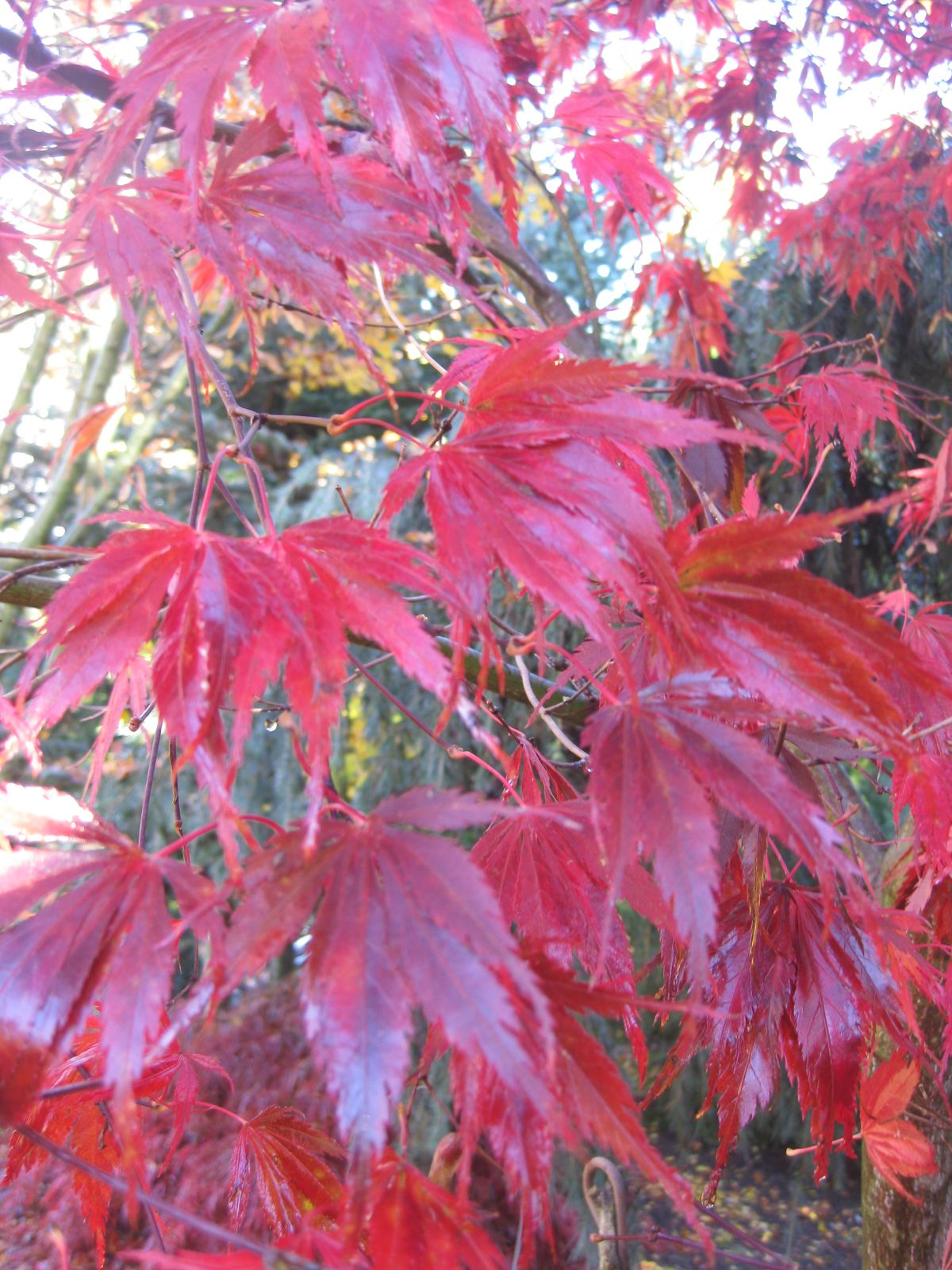 Pacific NorthWest Propagators Inc. - Plant Pictures