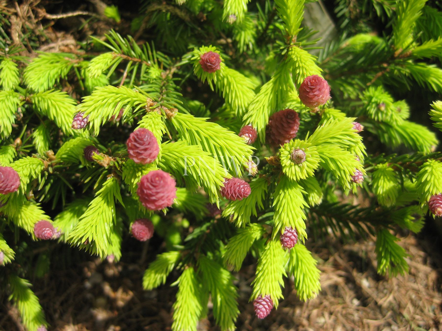 Pacific NorthWest Propagators Inc. - PICEA